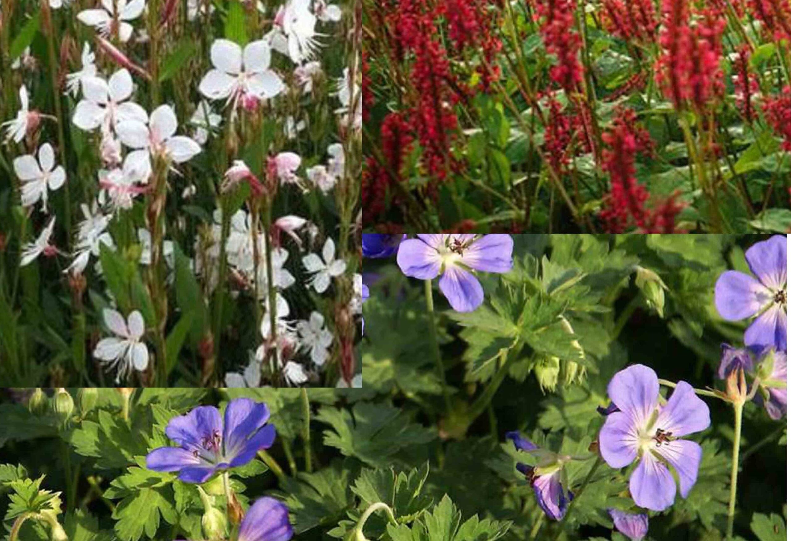 Top 5 Langbloeiende Vaste Planten - Beplantingsbureau.nl 2025